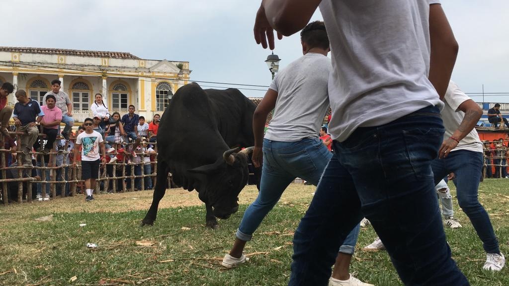 Así se vivió el embalse y suelta de toros en Tlacotalpan (+video) - xeu ...