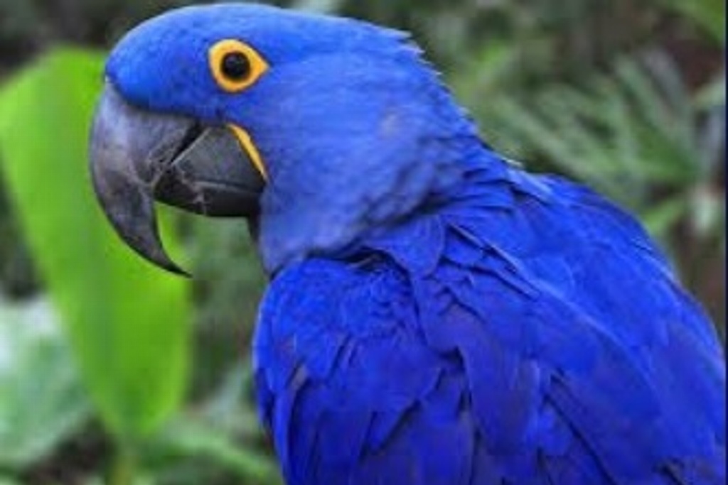 Nace una cría de Guacamayo Azul, ave exótica que se creía extinta - xeu ...