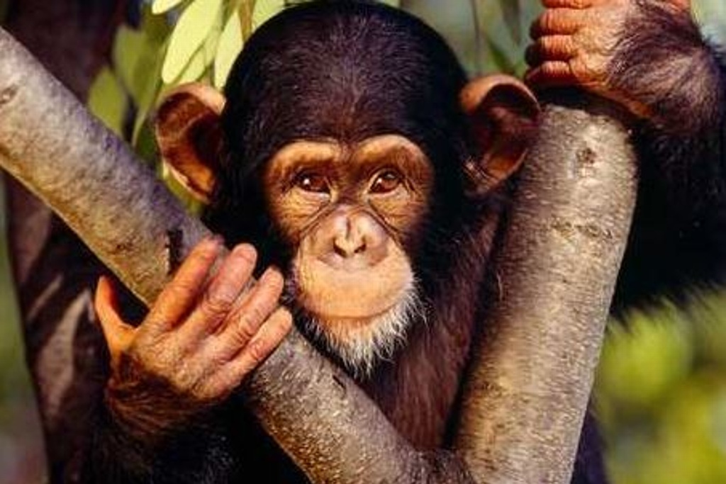 Presentan el Sexto Festival "Changos y Monos Tesoros de los Tuxtlas ...