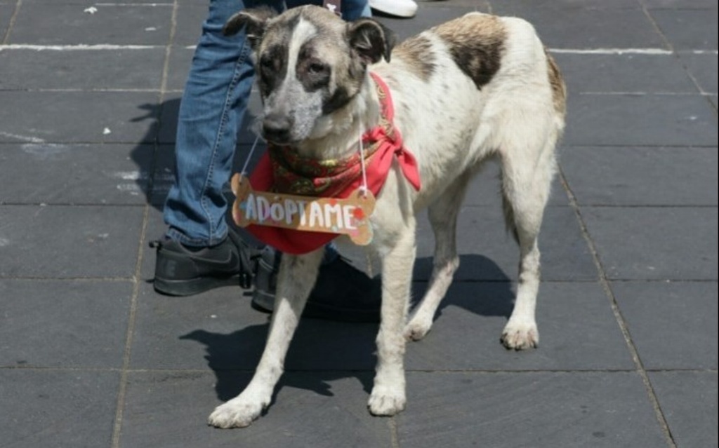Animalistas piden sancionar a quienes abandonen a sus perros en azoteas ...