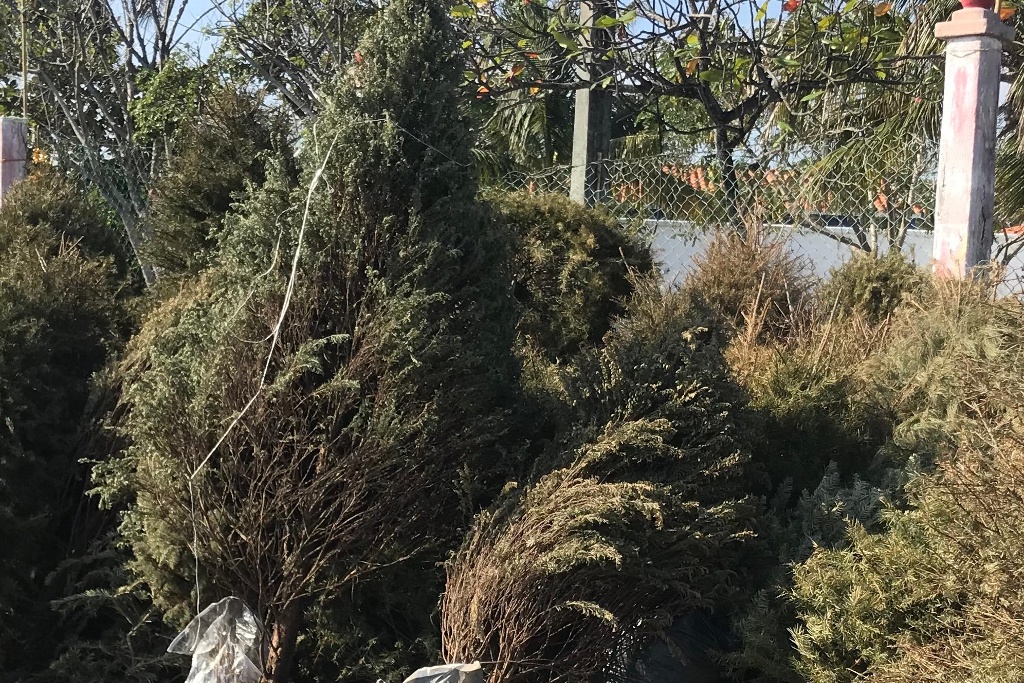 Entérate Dónde Se Ubican Los Centros De Acopio Para árboles De Navidad