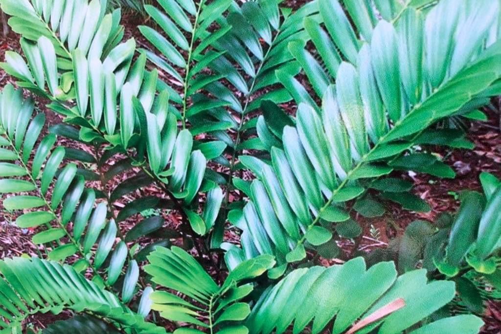 Se han donado más de 165 mil plantas: Apiver - xeu noticias veracruz