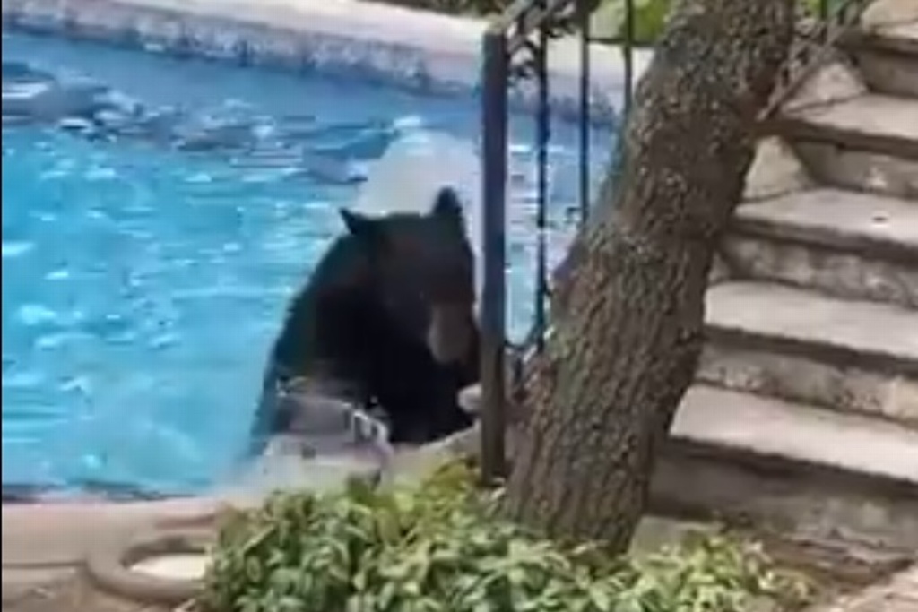 Captan a oso bañándose en alberca de una casa, en Nuevo León (+video ...
