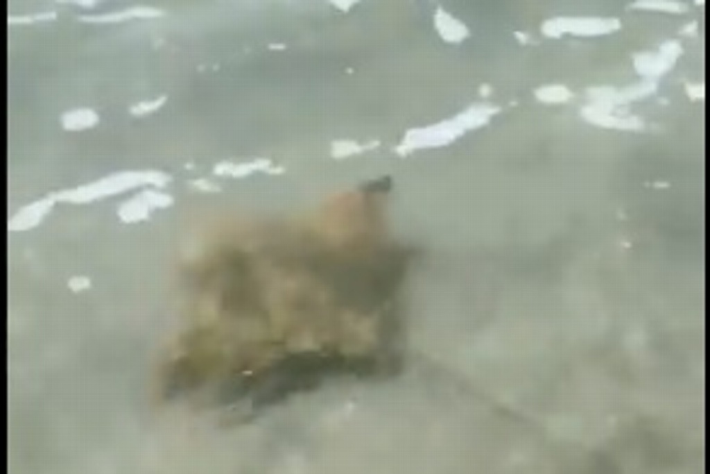 Captan increíbles imágenes de mantarrayas nadando a orilla de la playa ... Captan increíbles imágenes de mantarrayas nadando a orilla de la playa ...