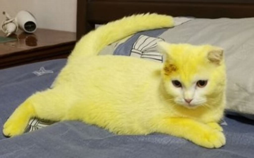 Trata a su gato con cúrcuma para aliviar infección y se viraliza en ...