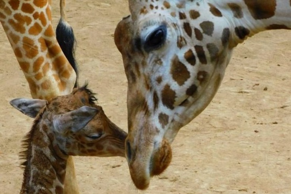 Nace cría de jirafa en Zoológico de Chapultepec (+Fotos) - xeu noticias veracruz