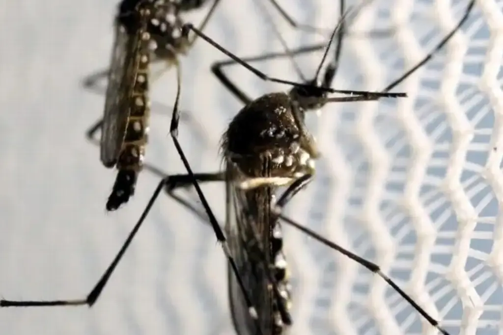 Veracruz Tercer Lugar Nacional En Casos De Dengue Reportan Xeu