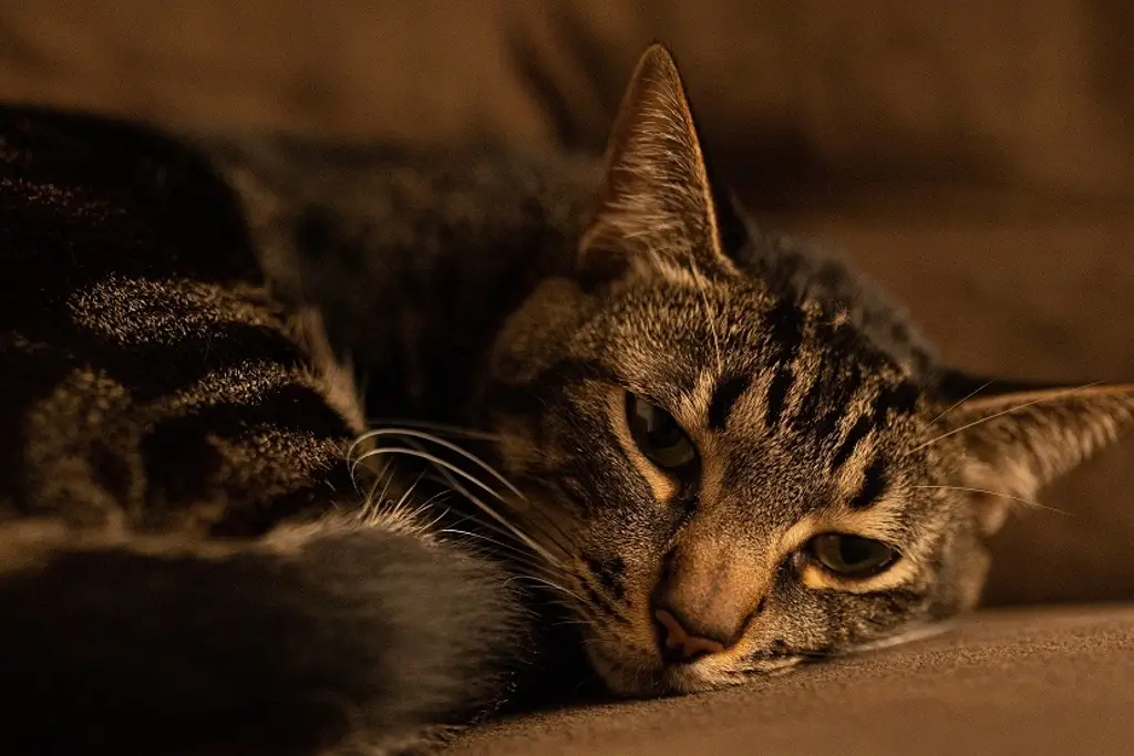 ¿Tu gato ha dejado de comer?, esta grave enfermedad podría tener - xeu ...