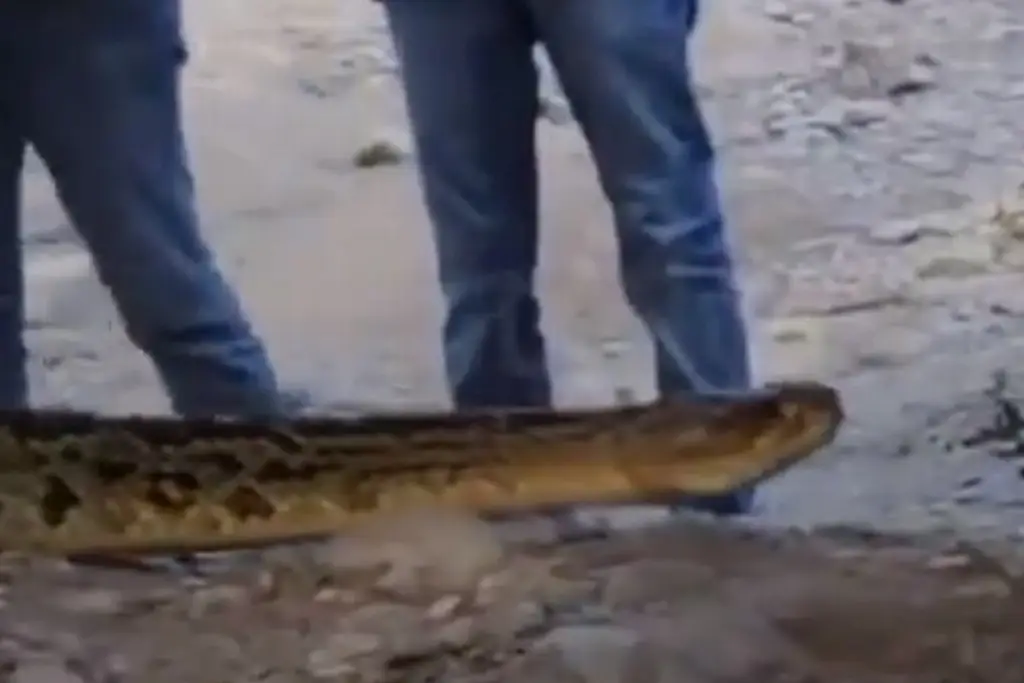 Se encuentran con enorme víbora en un río (+video) - xeu noticias veracruz