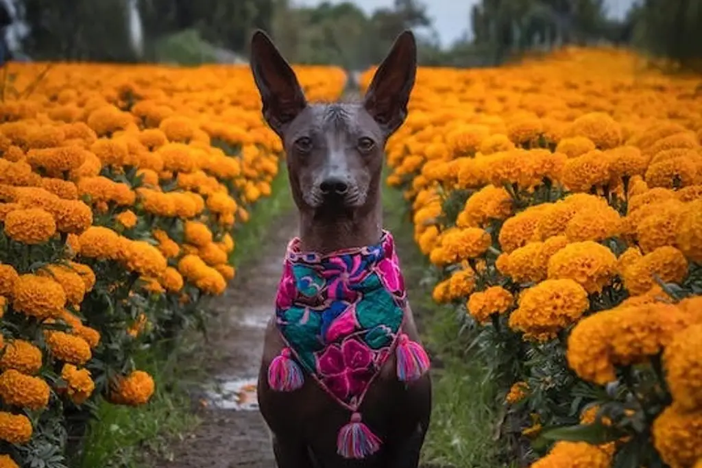 Xoloitzcuintle, el perro mexicano asociado a la muerte - xeu noticias ...