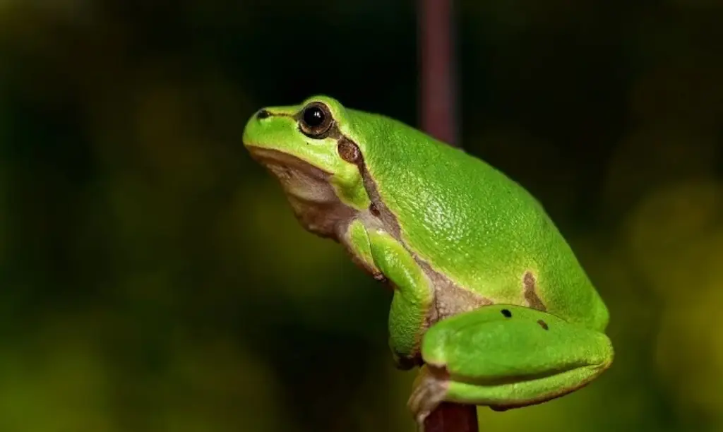 El color de sapos y ranas les ayuda a combatir los cambios ambientales ...