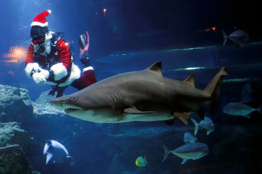 Santa Claus nada entre tiburones (+fotos) - xeu noticias veracruz